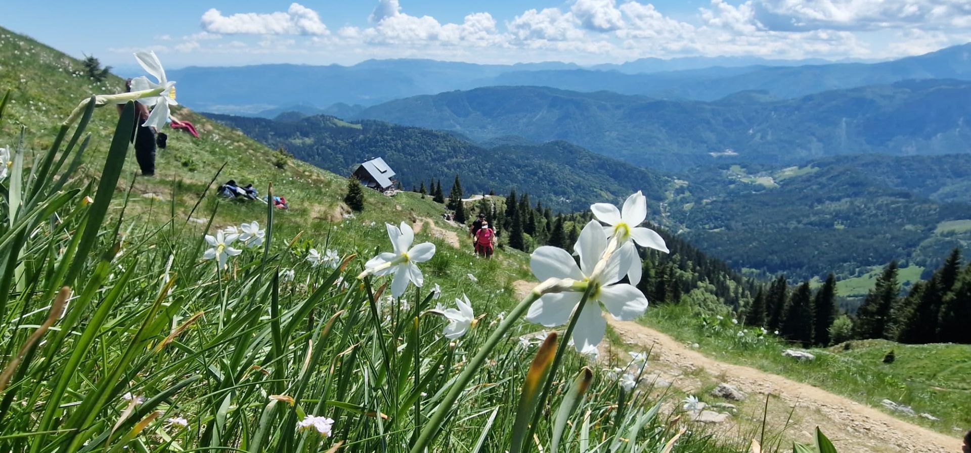 Narcise na Golici 1835 m - jednodnevni izlet u Karavankama